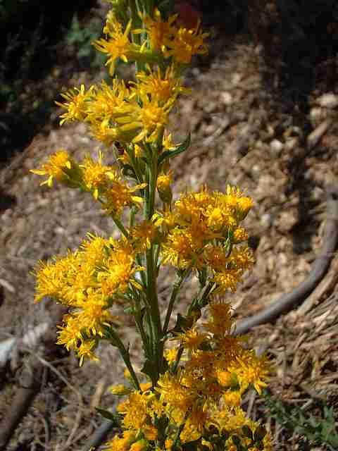 solidago weed