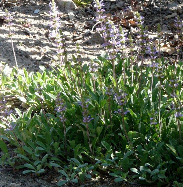 Salvia sonomensis, Creeping Sage.