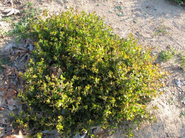 Arctostaphylos 'Sunset', Sunset Manzanita.