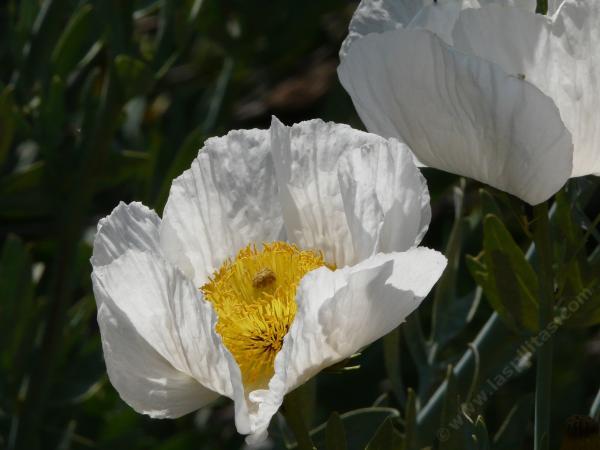 Romneya coulteri, Matilija Poppy.