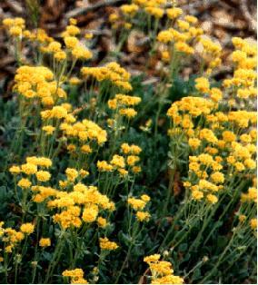 Eriogonum umbellatum, Sulphur Flower buckwheat.