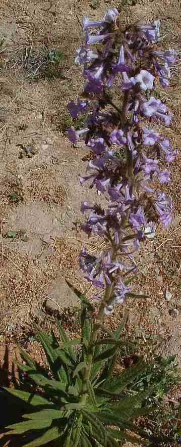 Turricula parryi, PoodleDog Bush.