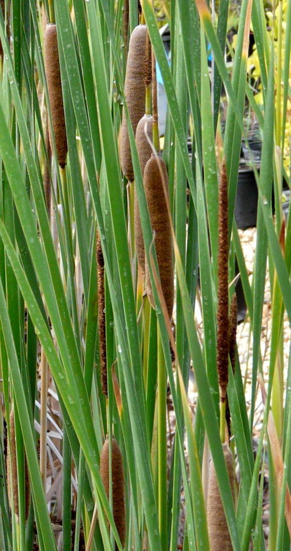 Typha domingensis, Southern Cat-Tail