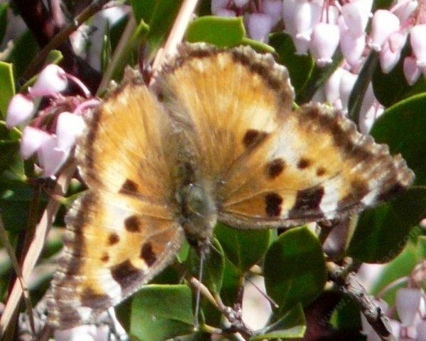 Arctostaphylos densiflora 'Howard McMinn', McMinn's manzanita.