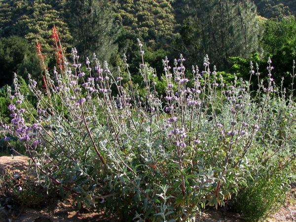 Salvia apianaXclevelandii 'Vicki Romo', Vicki Romo white sage.