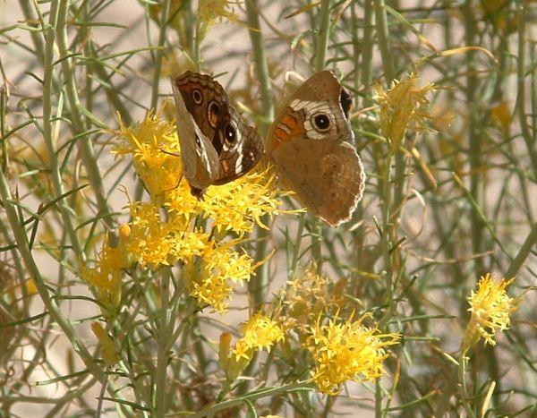 chrysothamnus nauseosus