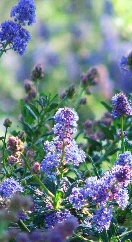 California Lilac, Ceanothus