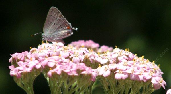 Achillea millefolium var. rosea 'Island Pink', Pink California Yarrow.