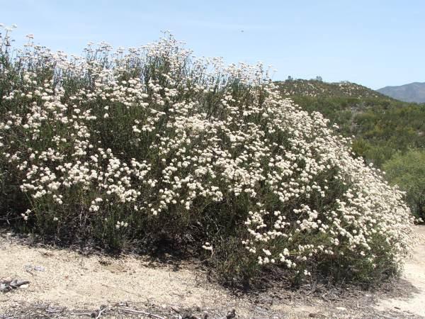 Eriogonum fasciculatum var. foliolosum, California Buckwheat.