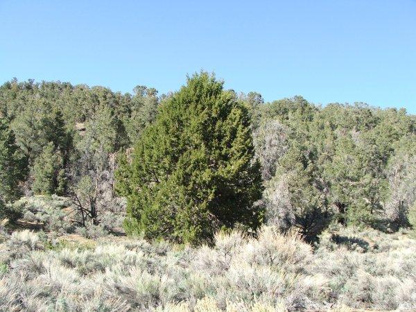 California Northern juniper woodland
