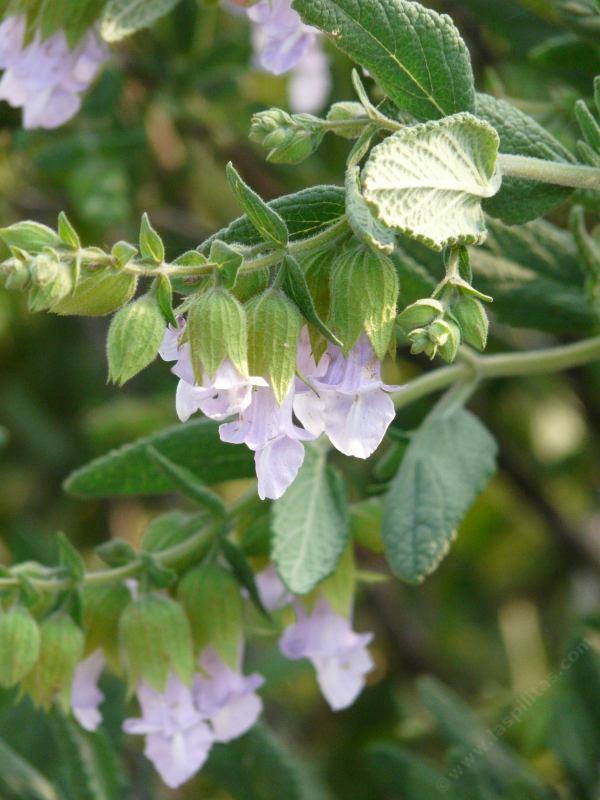 Lepechinia calycina, California Pitcher Plant.
