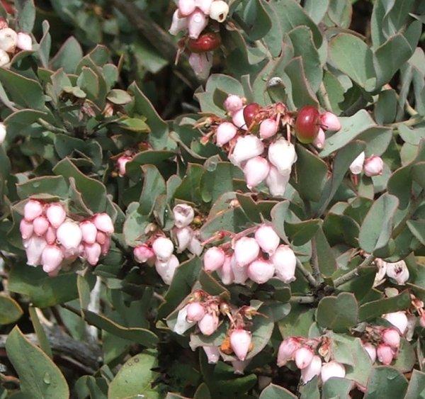 Manzanita species of Central California