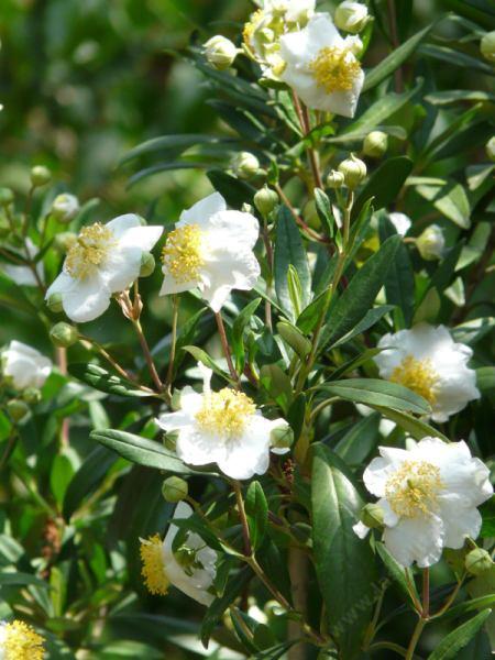 Carpenteria californica, Bush Anemone.