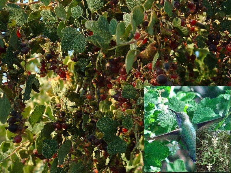 Ribes indecorum, White flowering currant.