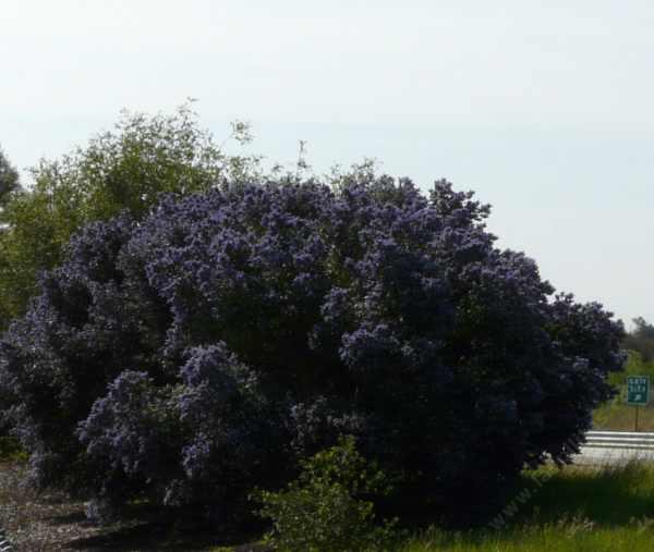 Ceanothus 'Ray Hartman', Mountain Lilac.