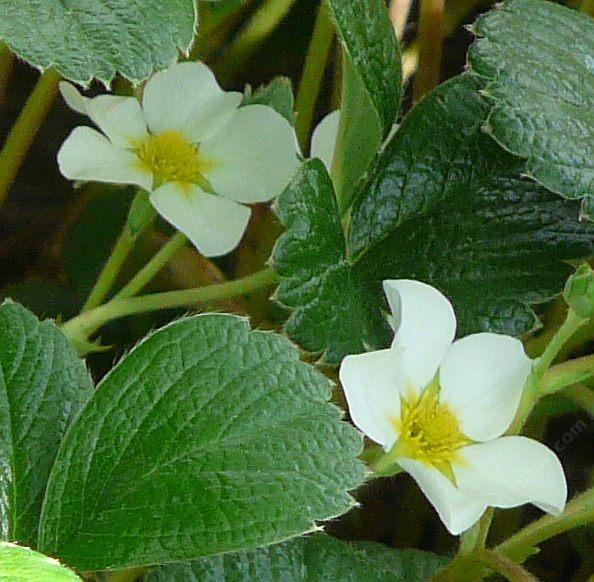Fragaria chiloensis, Sand Strawberry.