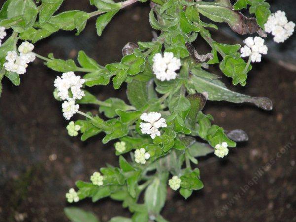 Whipplea modesta, Yerba de Selva.
