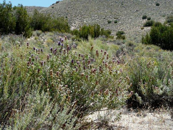 Salvia dorrii, Desert Sage.