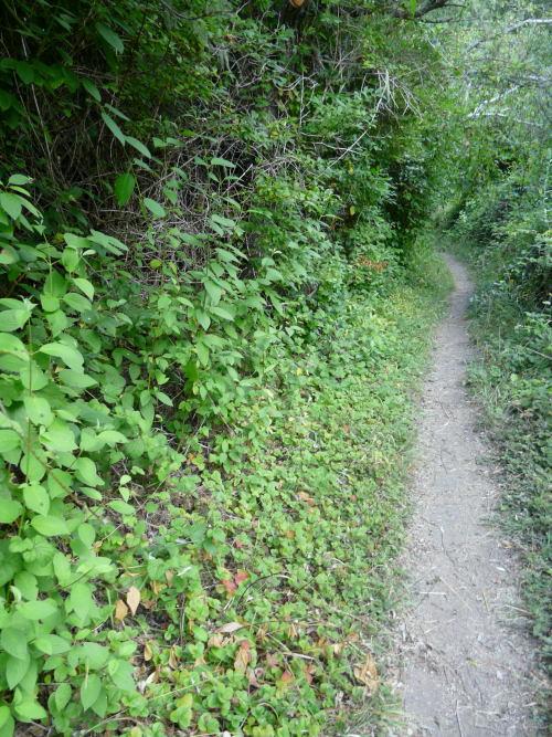Wild Strawberry Ground Cover