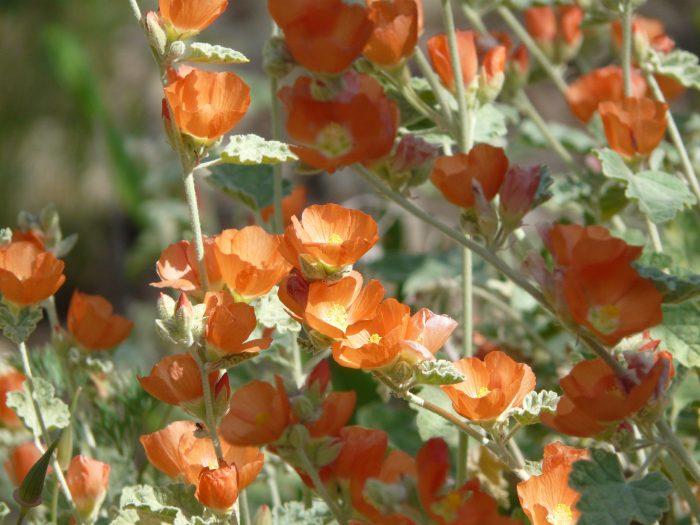 Sphaeralcea ambigua, Desert Mallow.