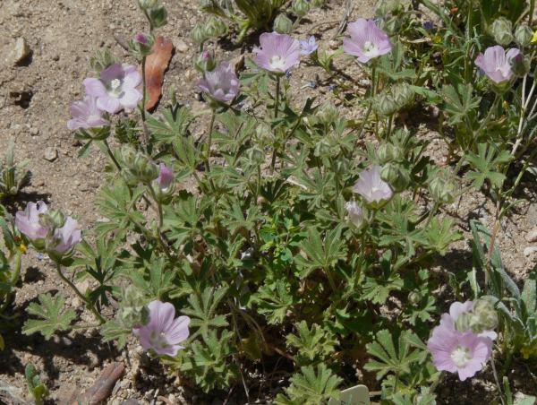 Sidalcea hickmanii var. anomala, Cuesta pass checkerbloom.