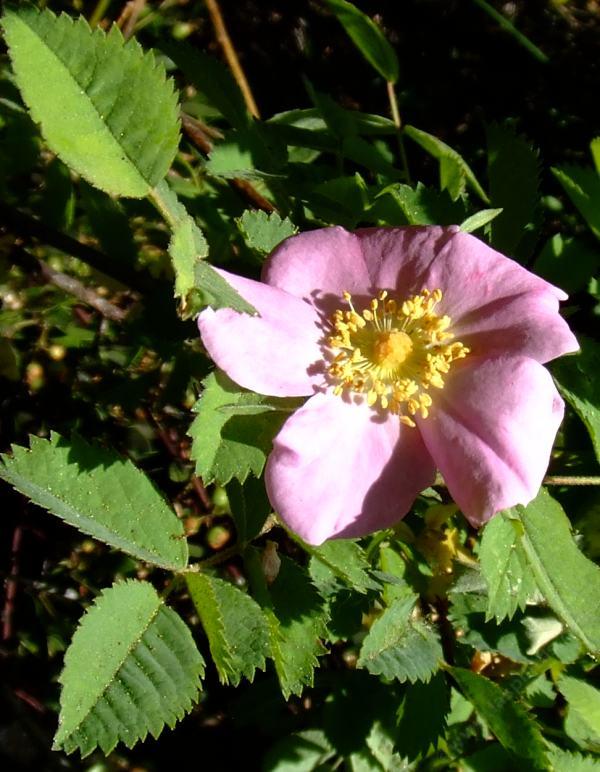 Rosa woodsii var. glabrata, Mojave Rose.