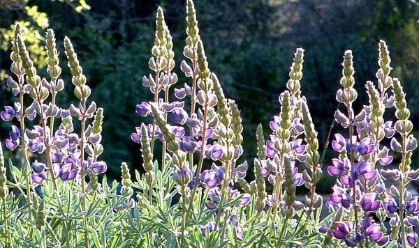 Lupinus albifrons, Silver Bush Lupine.