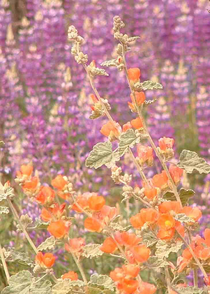 Sphaeralcea ambigua, Desert Mallow.