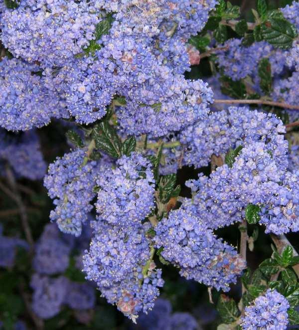 ceanothus frost
