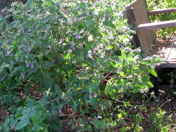 Lepechinia fragrans, Wallaces Pitcher Plant.