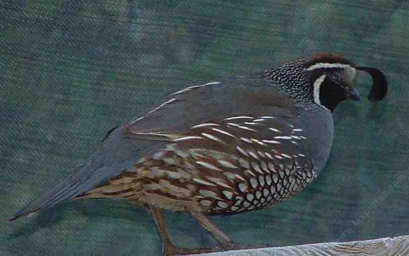 The California Quail, Callipepla californica.