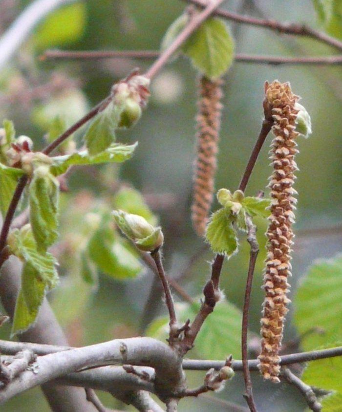 Corylus cornuta var. californica, Western Hazelnut.
