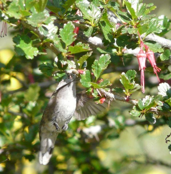Ribes speciosum, Fuchsia-Flowering Gooseberry.