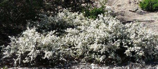 Ceanothus rigidus 'Snowball', White Monterey Lilac.