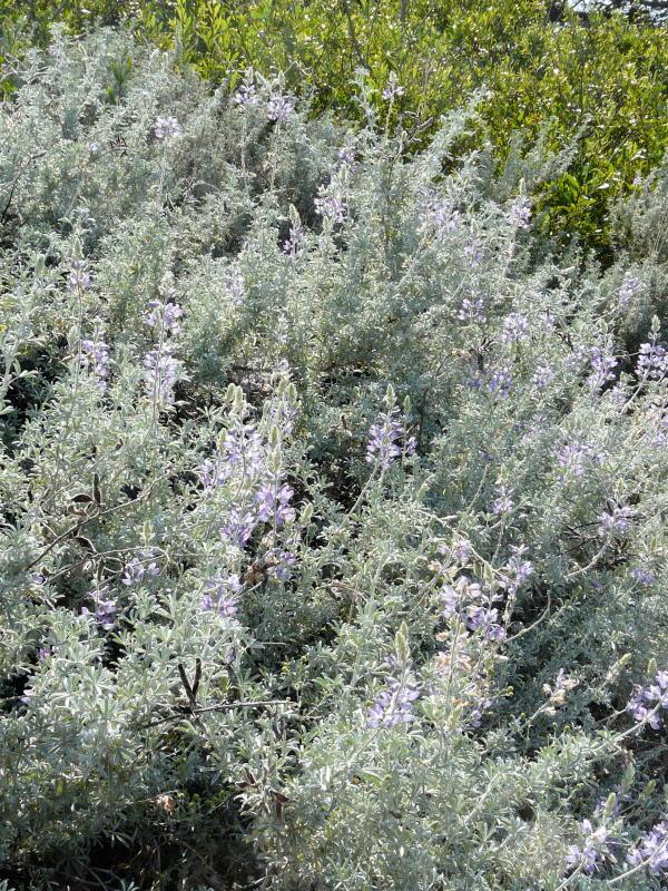 Lupinus chamissonis, Silver Dune Lupine.