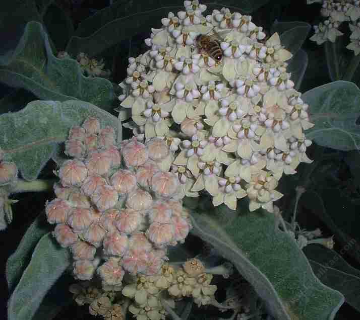 Asclepias eriocarpa, California Monarch Milkweed.