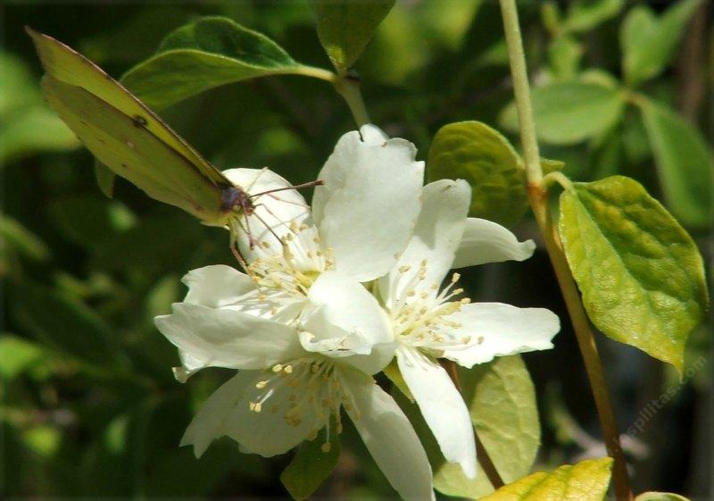 Philadelphus lewisii, Wild Mock Orange.