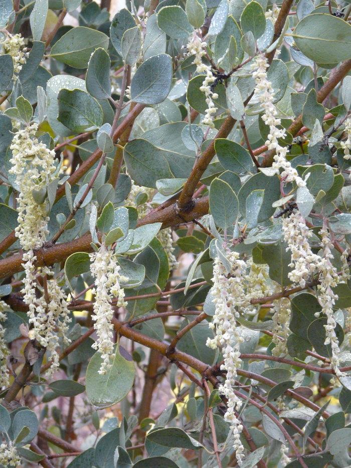 Garrya flavescens var. pallida, Pale Ashy Silk-tassel Bush.