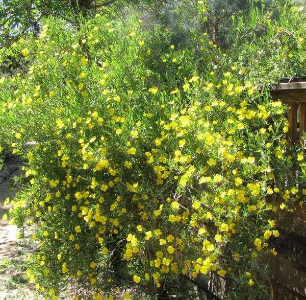 Dendromecon - Alchetron, The Free Social Encyclopedia