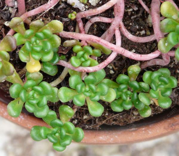 sedum identification