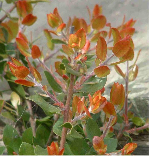 Arctostaphylos 'Sunset', Sunset Manzanita.