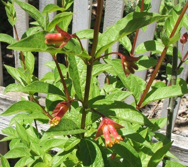 Lonicera involucrata var. ledebourii, Twinberry honeysuckle.