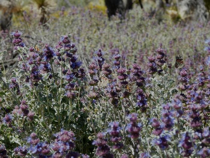 Salvia dorrii, Desert Sage.