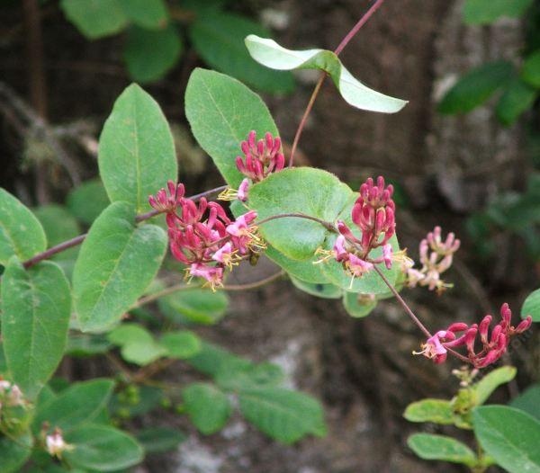 Lonicera hispidula - Alchetron, The Free Social Encyclopedia