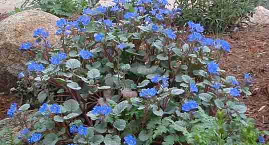 Phacelia campanularia, Desert Bluebell