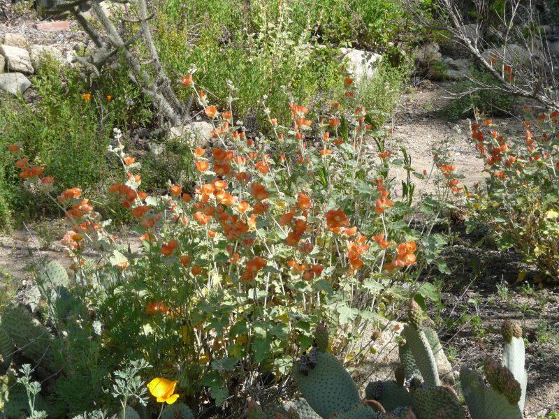 Sphaeralcea ambigua, Desert Mallow.
