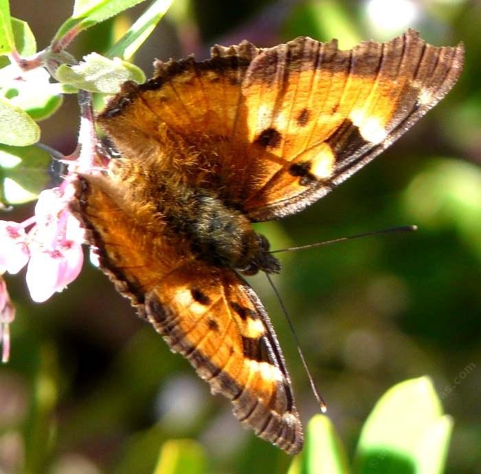 California native plants used by California butterflies with pictures ...