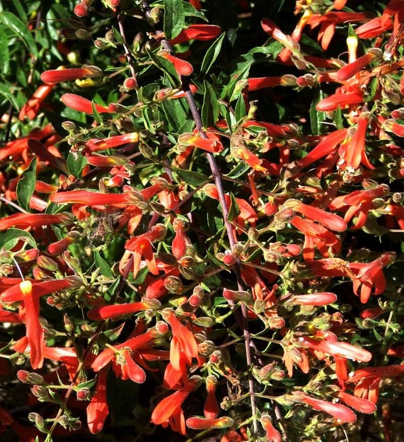 Pictures and descriptions of native vines