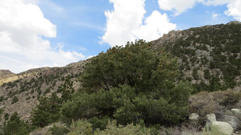 Pinus monophylla, Pinyon Pine.