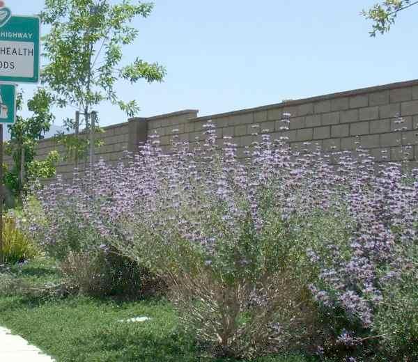 Salvia 'Pozo Blue', Grey Musk Sage.